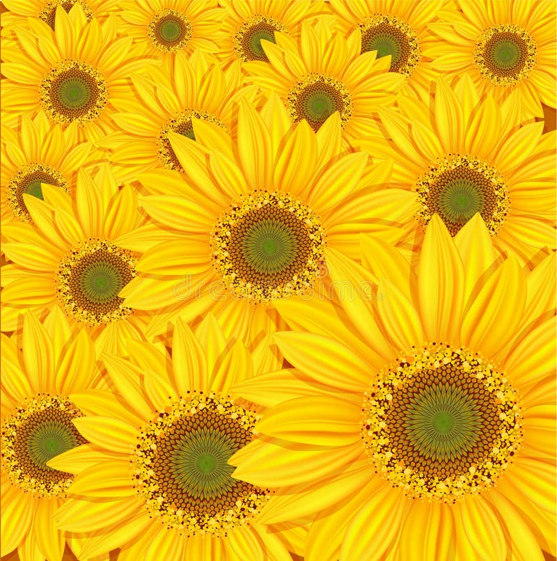 Fondo De Los Girasoles Del Vector Ilustración del Vector - Ilustración ...