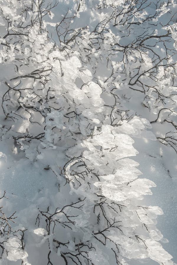 Fondo De Nieve Abstracto De Plantas Heladas De Invierno Foto de archivo ...