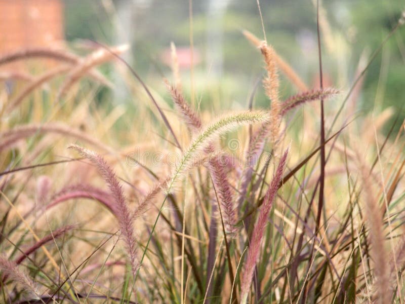 Fondo De Pasto Pasto Amarillo En El Campo Paisaje Rústico Imagen de ...
