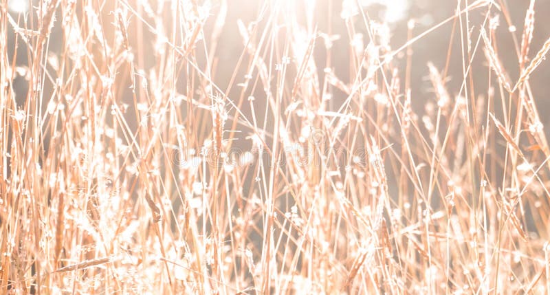 Fondo De Pasto Seco Desenfocado Imagen de archivo - Imagen de oscuro ...