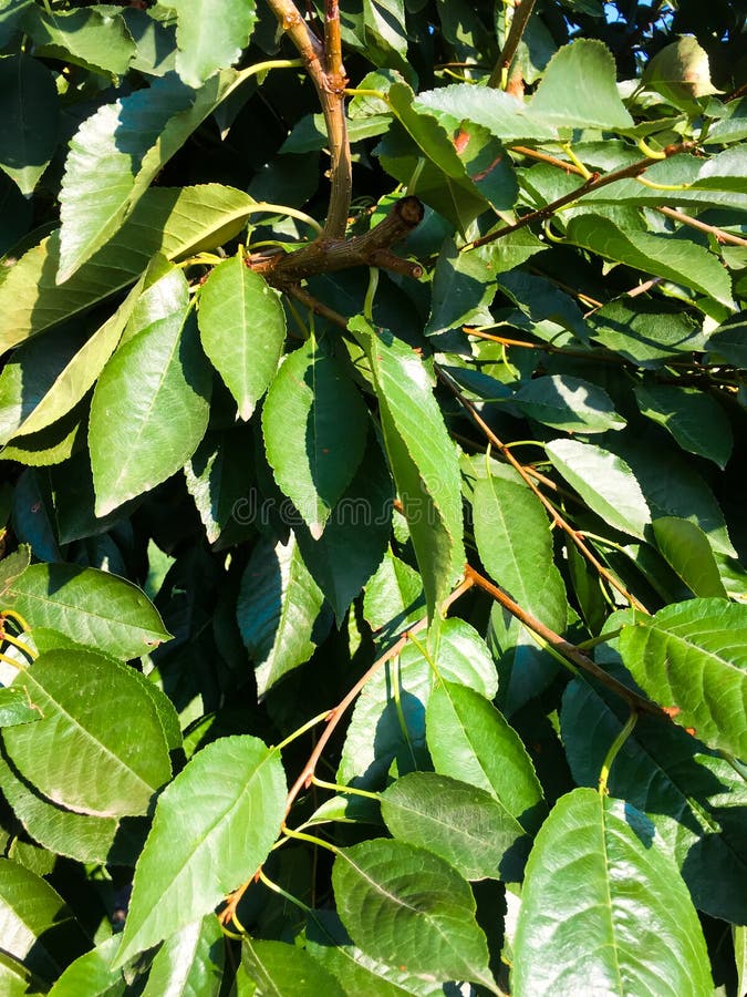 Fondo De Ramas Verdes. El Verde Deja El Fondo Foto de archivo - Imagen ...