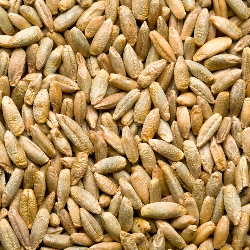 Fondo de Rye foto de archivo. Imagen de modelo, crudo - 29542686