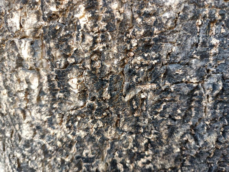 Fondo De Tallo De Planta Texturado Imagen de archivo - Imagen de roca ...