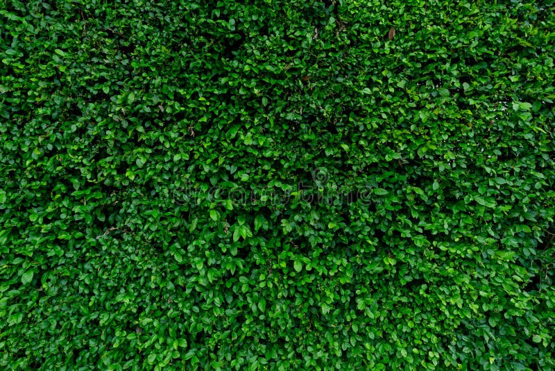 44 387 Pared De Las Plantas Verdes Para El Fondo Fotos De Stock Fotos
