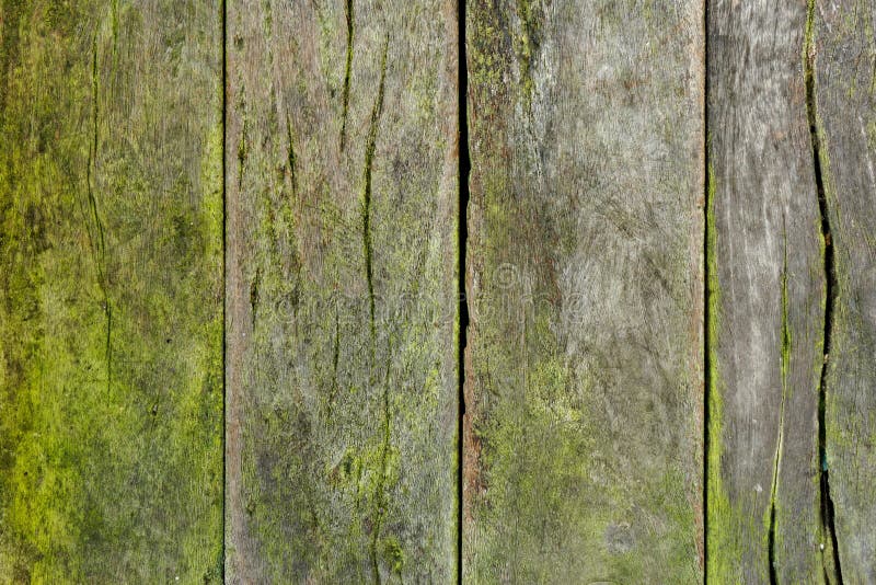 Fondo De Textura De Madera Con Musgo Verde Foto de archivo - Imagen de travieso, verde: 156315818