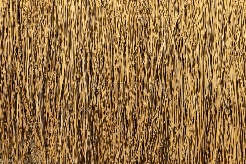 Fondo de textura de paja. foto de archivo. Imagen de planta - 231696626