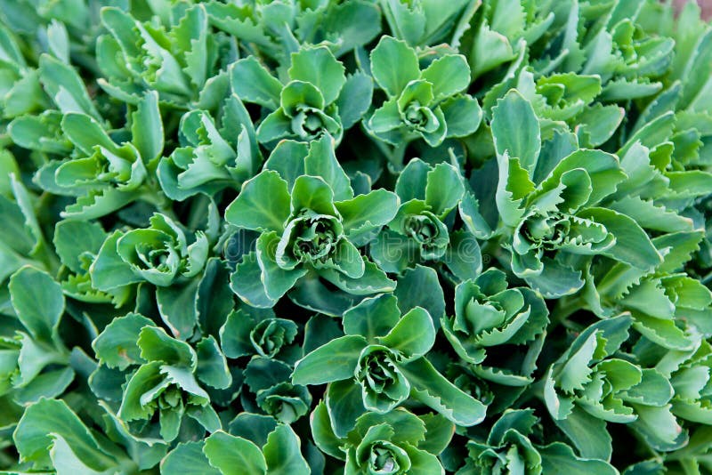 Fondo De Una Hierba Torcida Verde Textura Natural Foto de archivo ...