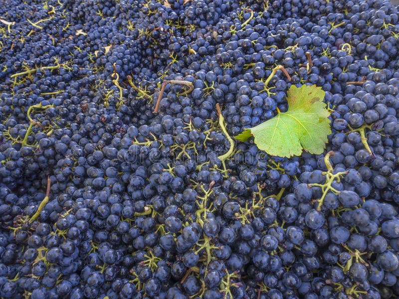 Fondo de uvas imagen de archivo. Imagen de directamente - 34484271