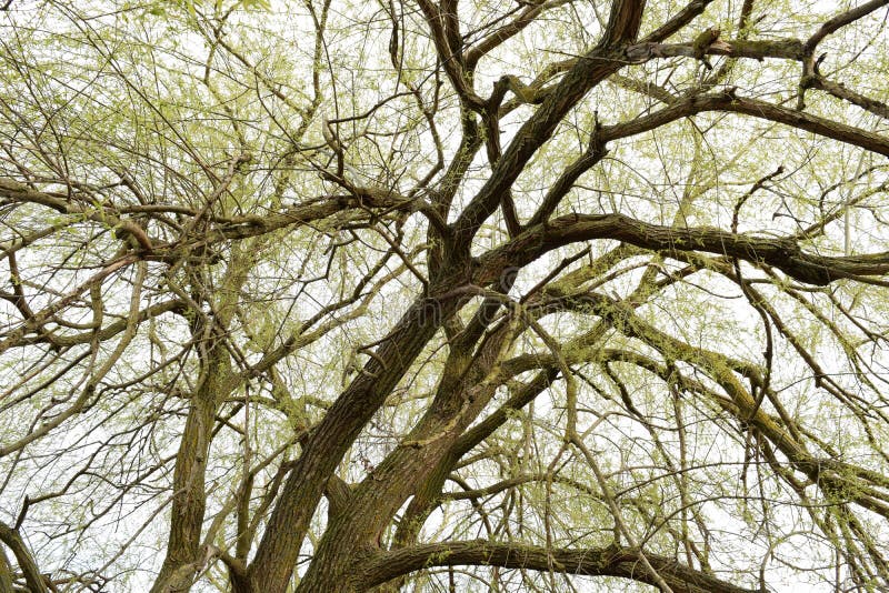Fondo Dei Rami Degli Alberi Fotografia Stock - Immagine di morbidezza ...