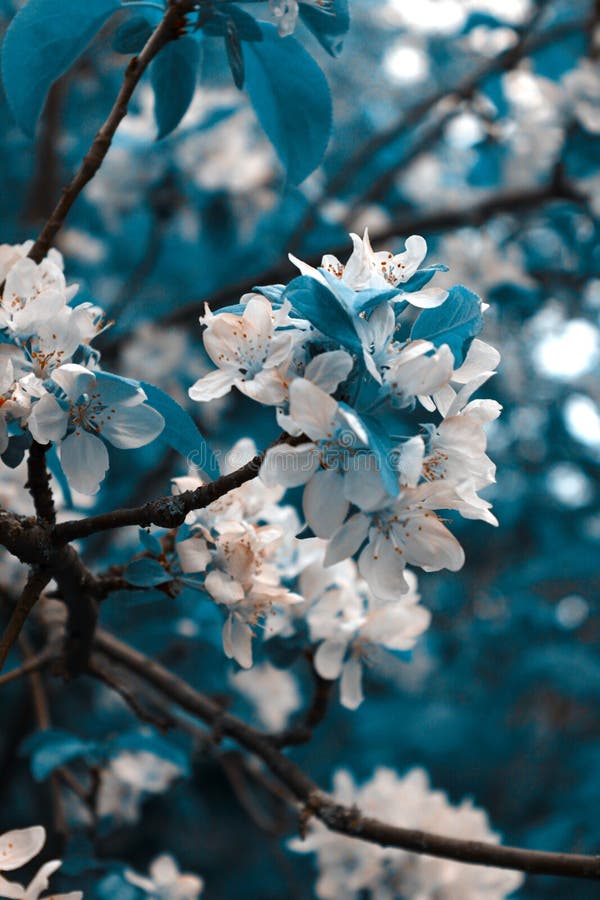 Fondo del azul de la flor foto de archivo. Imagen de cereza - 128009858