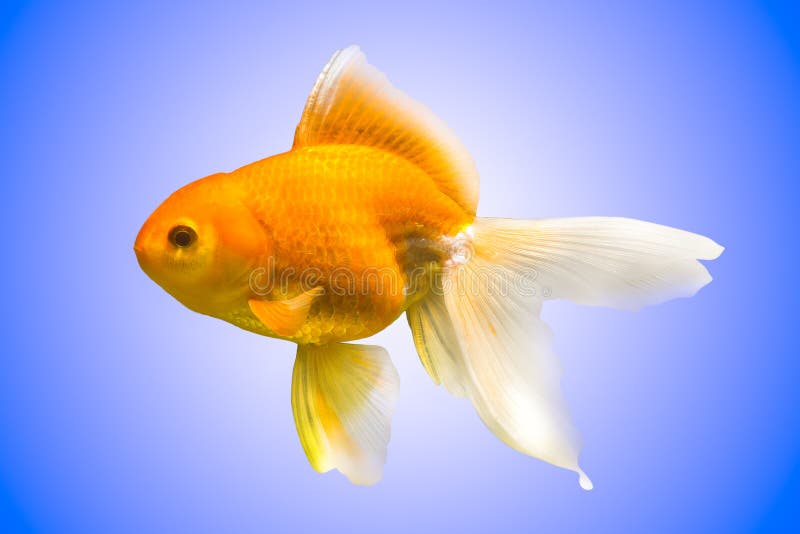 Fondo Del Azul Del Pez De Colores Imagen de archivo - Imagen de ...