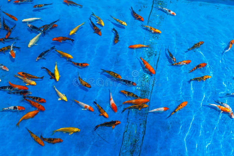 Fondo Del Azul Del Pez De Colores Imagen de archivo - Imagen de ...