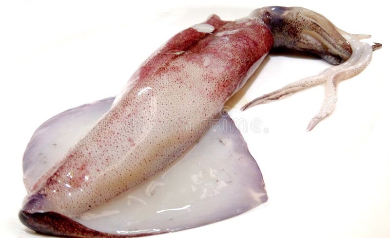 Fondo Del Blanco Del Calamar Imagen de archivo - Imagen de animal ...