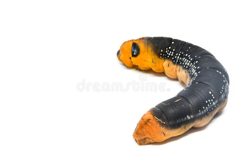 Fondo Del Blanco Del Gusano Imagen de archivo - Imagen de arrastre ...