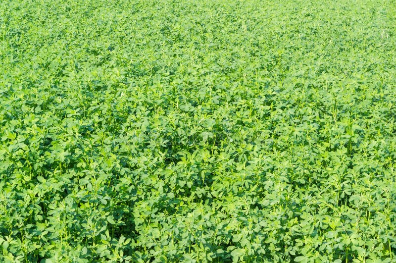 Fondo Del Campo Con Las Cosechas De La Alfalfa Imagen de archivo ...