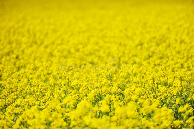 Fondo Del Campo De La Rabina. Imagen de archivo - Imagen de cosecha ...