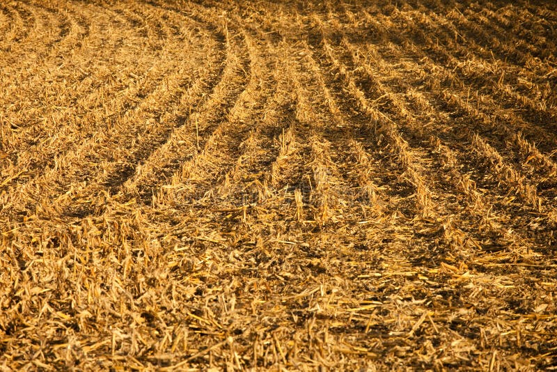 Fondo Del Campo De Rastrojo Foto de archivo - Imagen de hierba, color ...