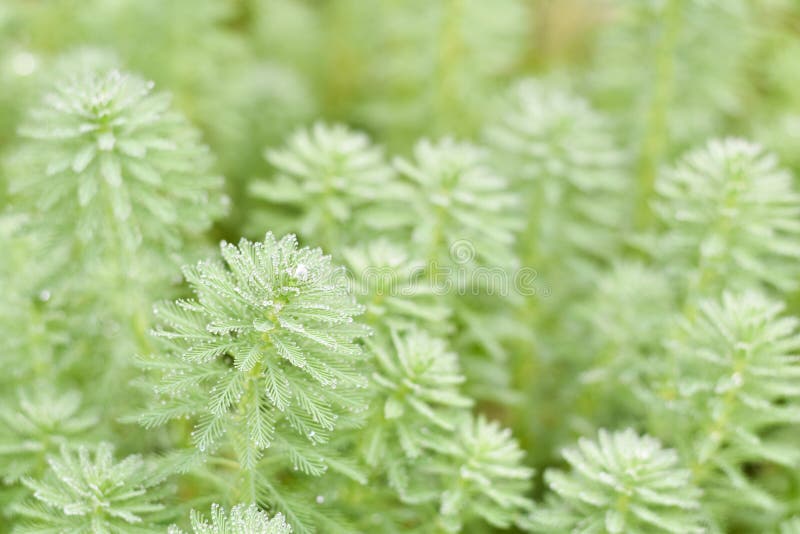 Fondo Del Color De La Planta Verde Foto de archivo - Imagen de planta ...
