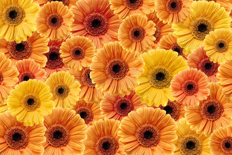 Fondo del Gerbera imagen de archivo. Imagen de pétalos - 7579769