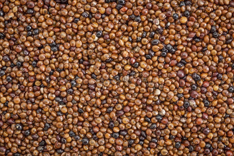 Pallidicaule Del Chenopodium, Conocido Como Canihua O Canahua, Del ...