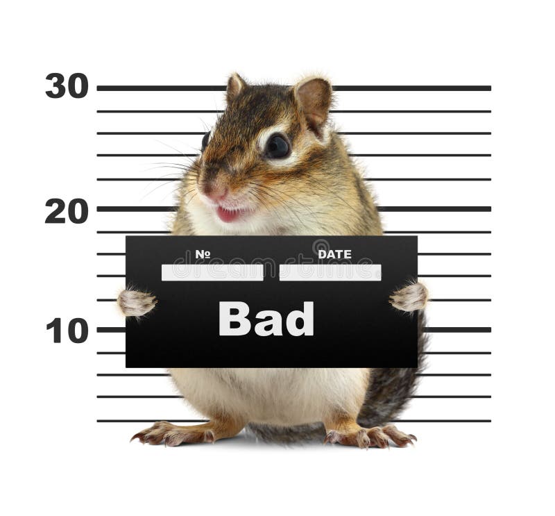 Fondo Del Mugshot Con Il Roditore Fotografia Stock - Immagine di ...