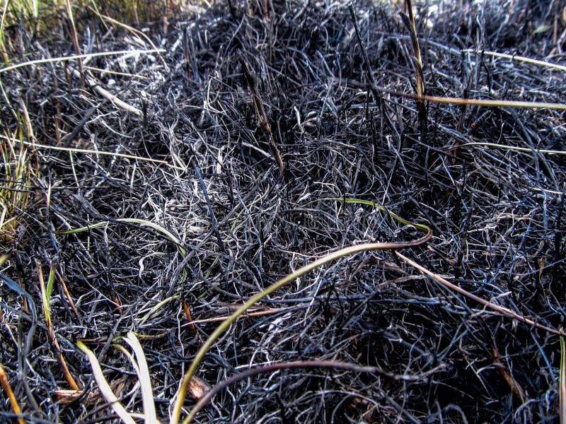 Fondo Del Primer Chamuscado Negro De La Hierba Foto de archivo - Imagen ...