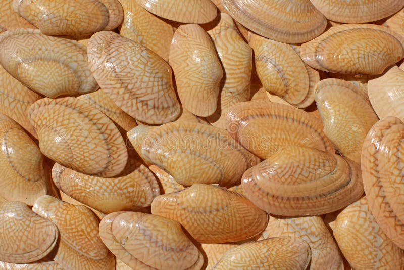 Fondo del shell imagen de archivo. Imagen de mariscos - 18624413