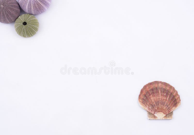 Fondo Del Shell Y De La Arena Imagen de archivo - Imagen de ...