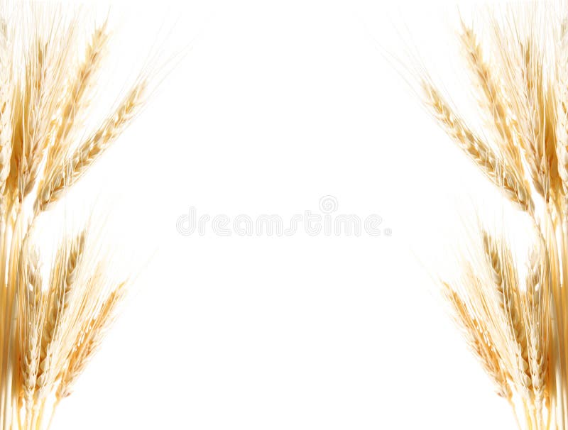 Fondo del trigo foto de archivo. Imagen de comida, germen - 13957392