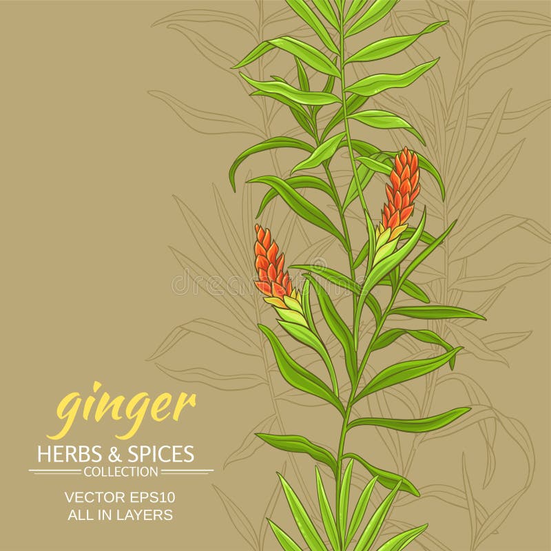 Fondo Del Vector Del Jengibre Ilustración del Vector - Ilustración de ...