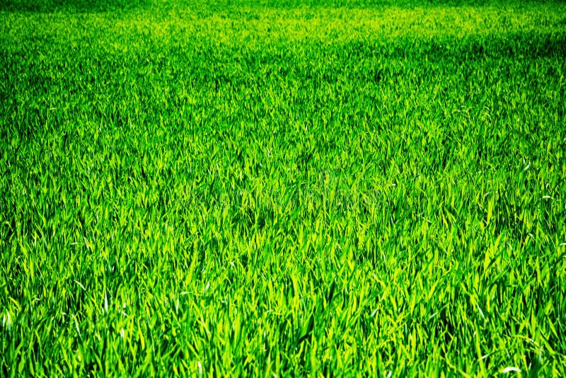 Fondo dell'erba verde immagine stock. Immagine di giardino - 94727133