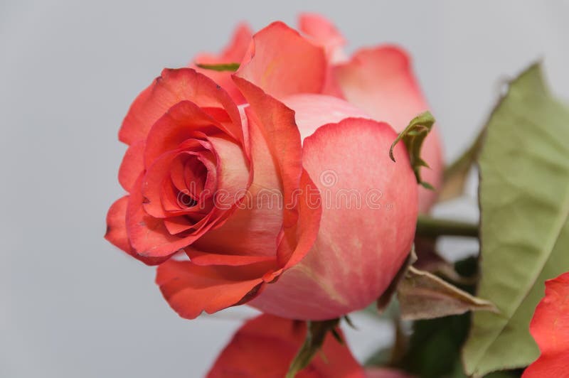 Fondo Della Luce Della Rosa Di Rosa Fotografia Stock - Immagine di rosa ...