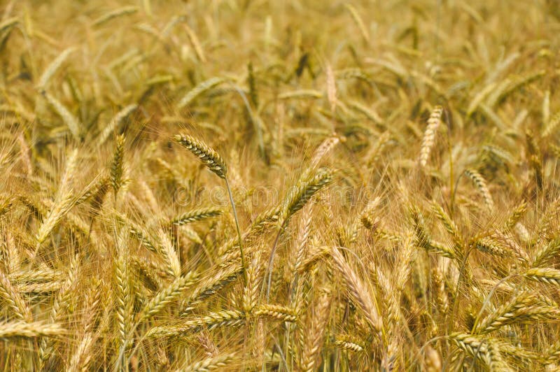 Fondo Della Pianta Del Grano Immagine Stock - Immagine di gambo, sano ...