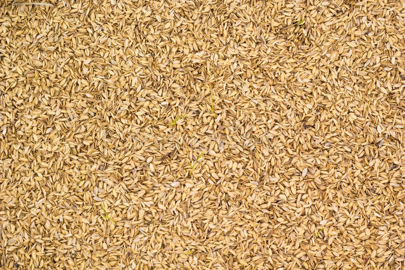 Fondo della pula del riso immagine stock. Immagine di buccia - 32062149