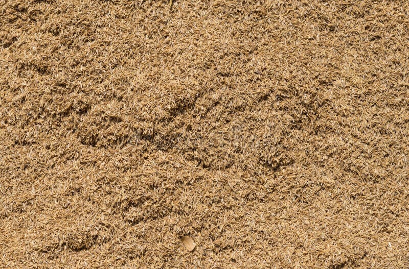 Fondo della pula del riso immagine stock. Immagine di buccia - 32062149