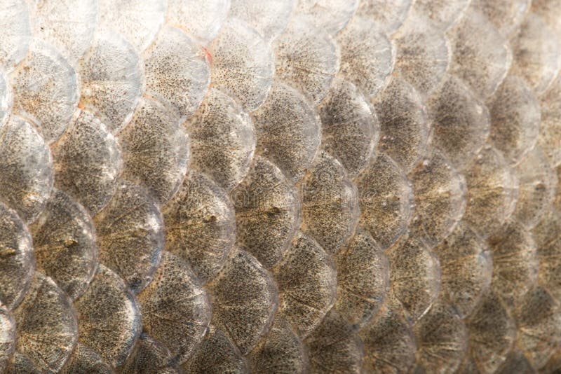 Fondo Delle Squame Foto Stock - Download 150 Royalty Free Photos