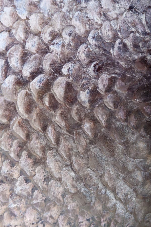 Fondo delle squame fotografia stock. Immagine di lato - 33226708
