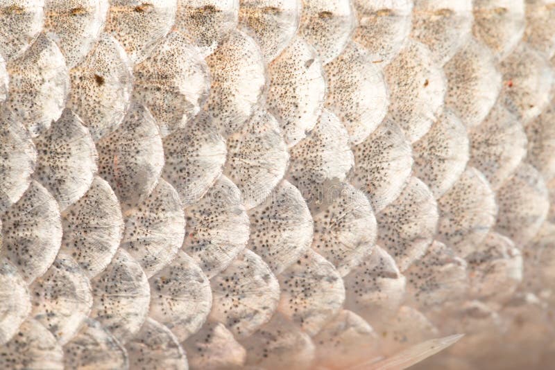 Fondo delle squame immagine stock. Immagine di pesci - 95541179