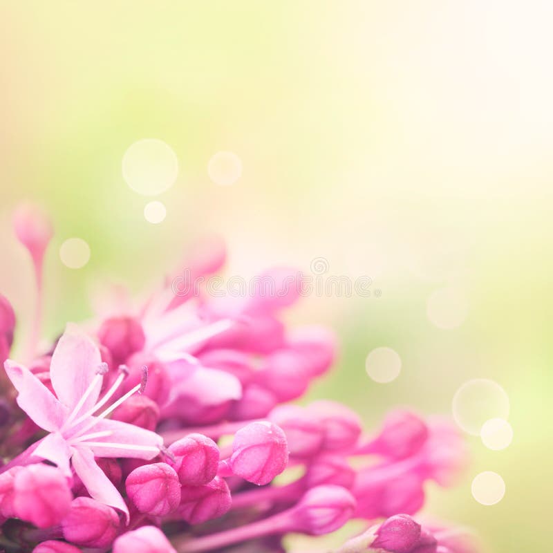 Fondo floral imagen de archivo. Imagen de efecto, macro - 20620807