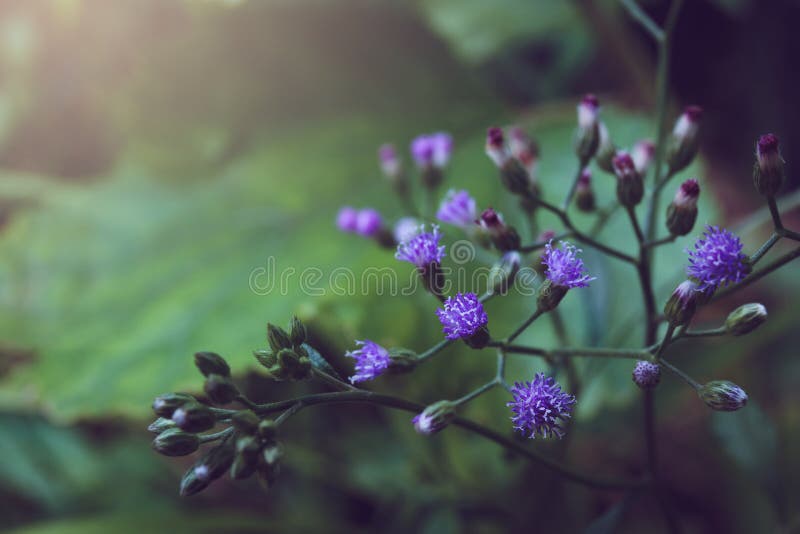 Fondo Floral De Pasto Morado Foto de archivo - Imagen de fresco ...