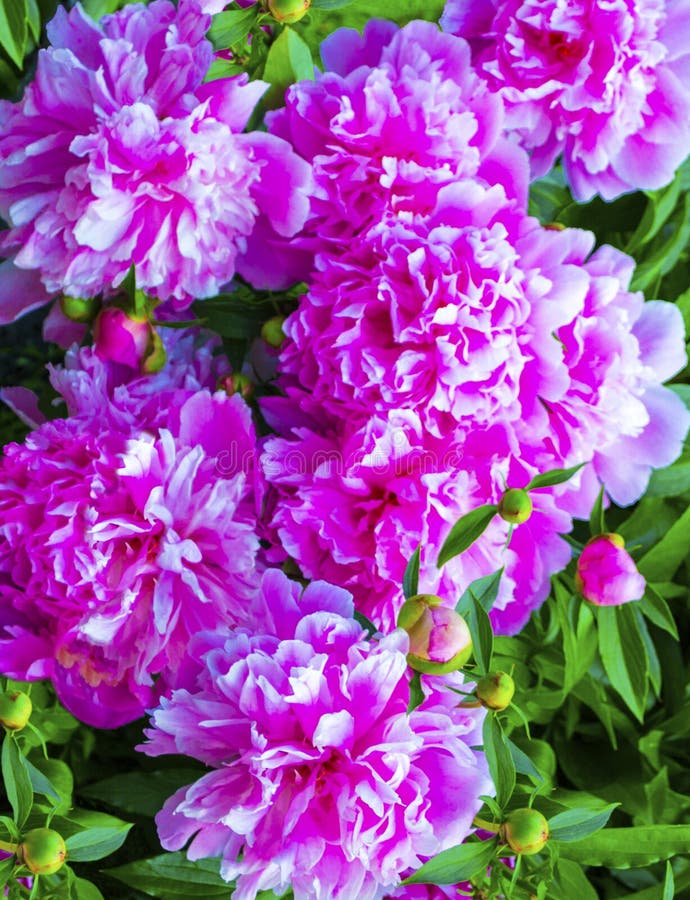 Fondo floral de piones foto de archivo. Imagen de flor - 125505118