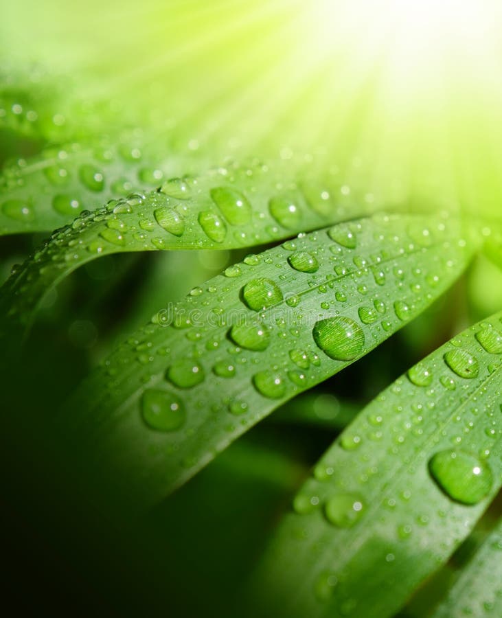 Fondo fresco y verde imagen de archivo. Imagen de cubo - 13628807