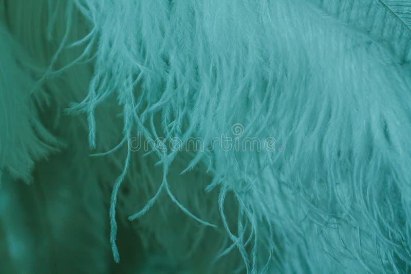 Fondo Horizontal De La Menta De La Textura Azul De La Pluma Imagen de ...