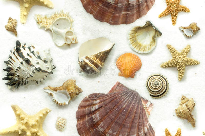 Fondo Del Seashell Con Las Perlas Foto de archivo - Imagen de copia ...