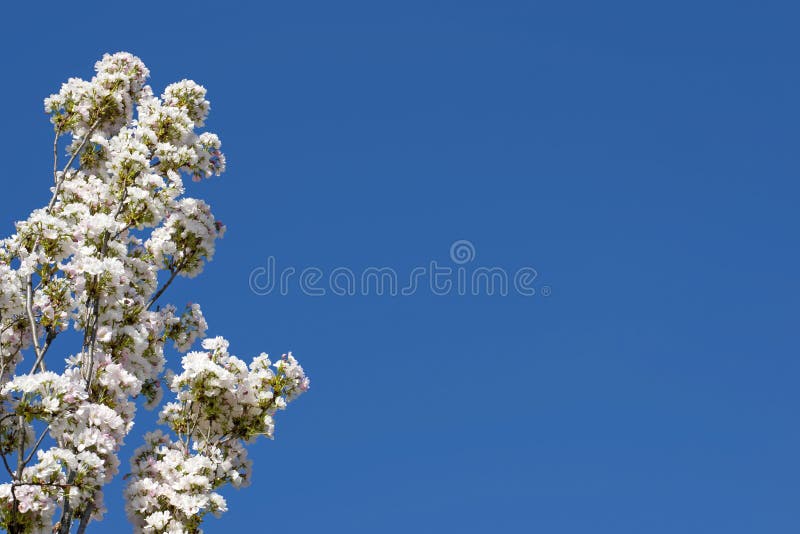 Fondo Isolato Del Cielo Blu Del Fiore Di Ciliegia Fotografia Stock ...