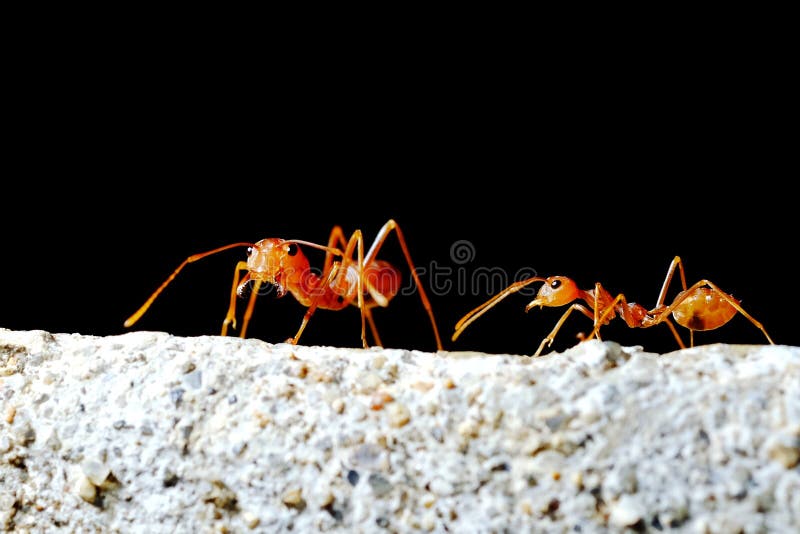 Hormigas, hormiga negra imagen de archivo. Imagen de hormiga - 103548511