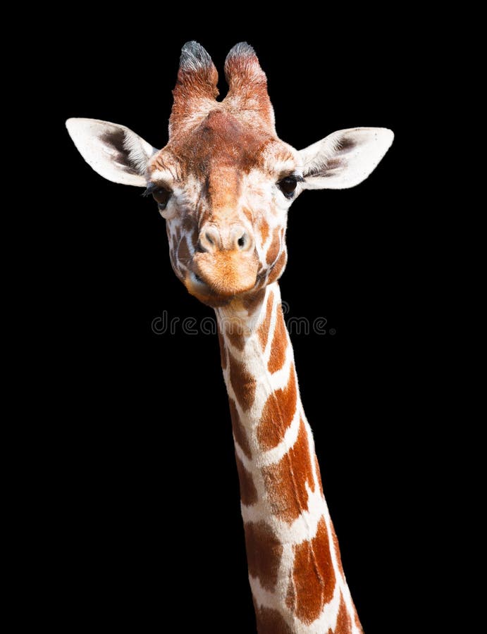 66,192 Jirafa Embarazada Fotos de stock - Fotos libres de regalías de ...