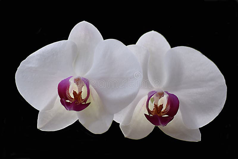 Orquídeas Coloreadas Multi Hermosas Imagen de archivo - Imagen de fondo ...