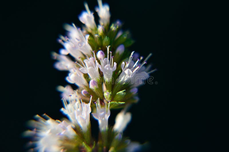 Fondo Negro Macro De La Flor De La Hierbabuena Imagen de archivo ...