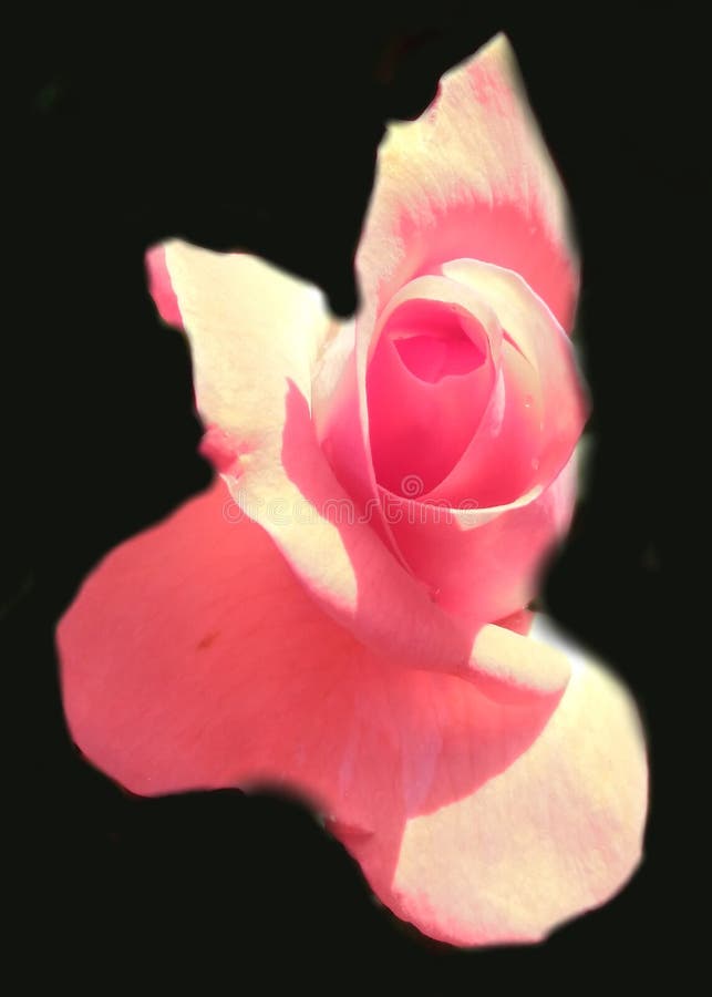 Fondo negro rosa simple foto de archivo. Imagen de colorido - 167069530